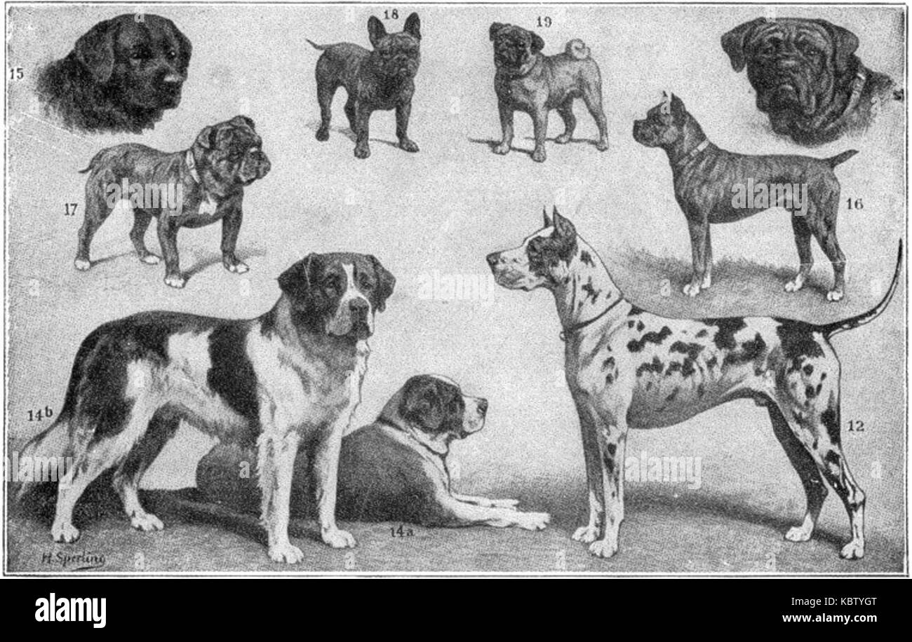 NSRW Dogs 2 Stock Photo - Alamy