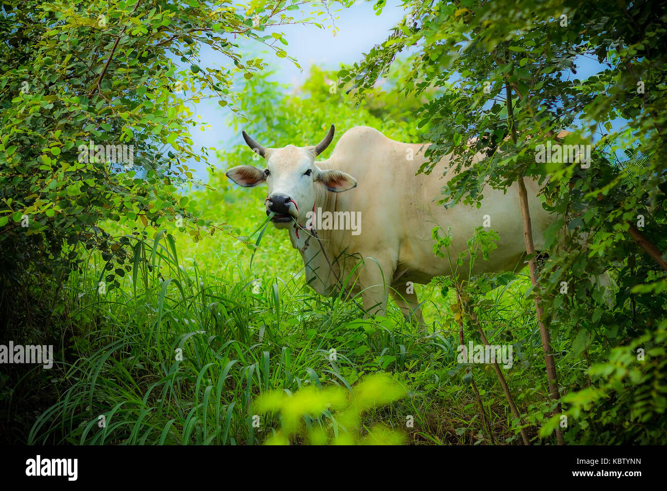 A cow is eating some fresh Leaves (soft focus and smooth skin effect ...