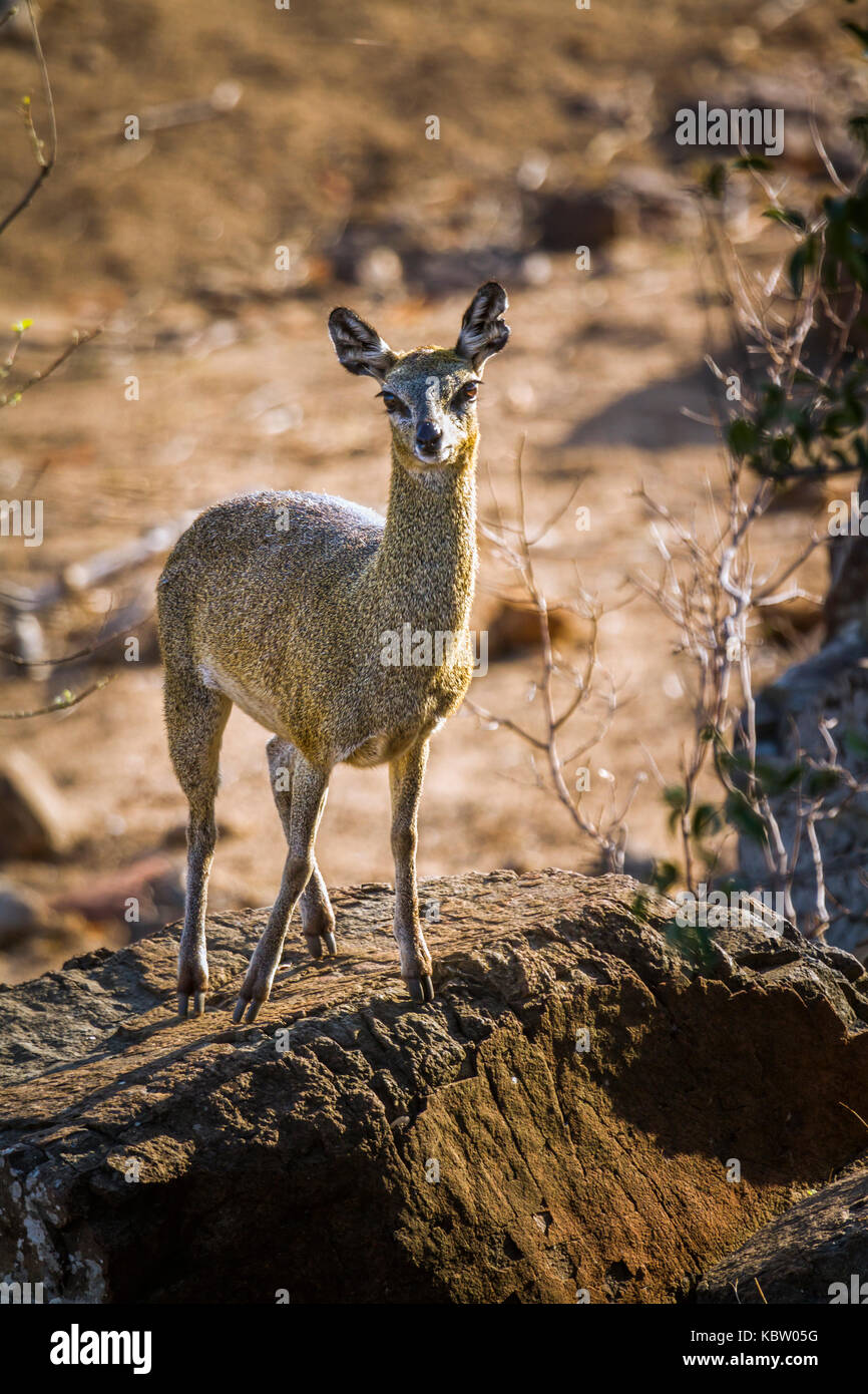 Klipspringer in kruger national park hi-res stock photography and ...