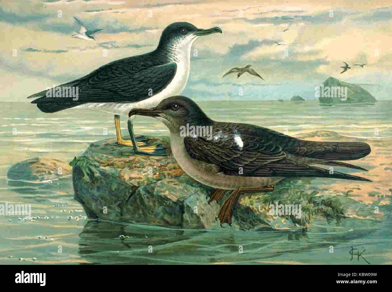 P puffinus griseus Stock Photo - Alamy