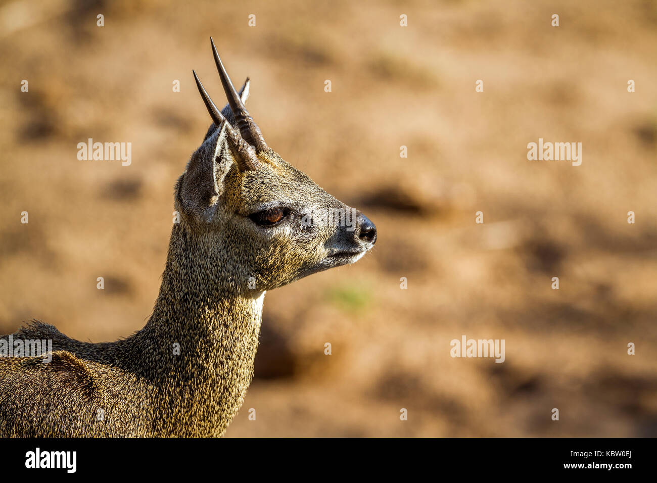 Klipspringer Face
