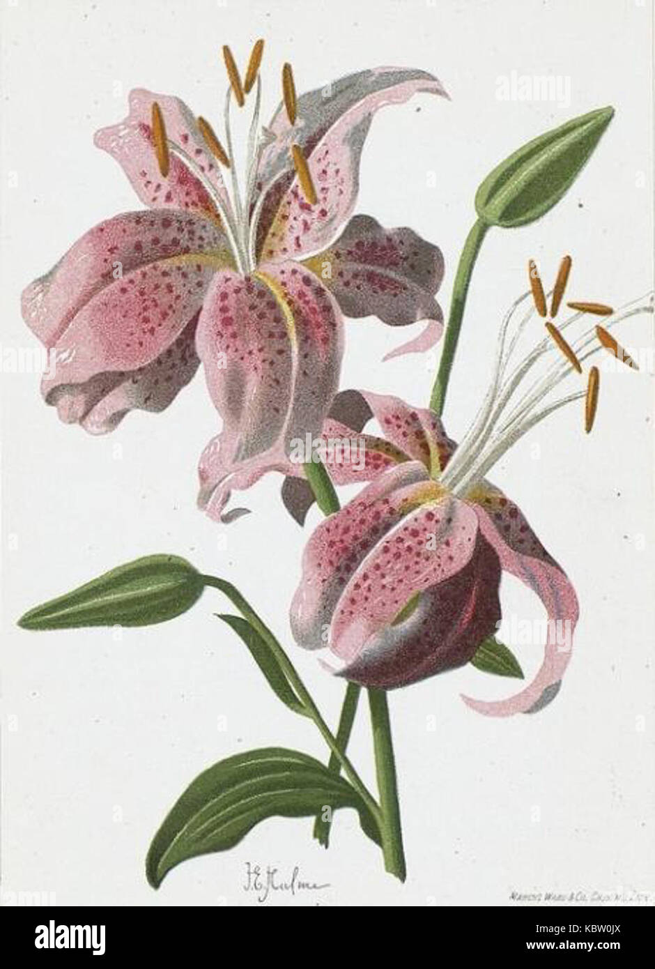 A botanical illustration of a pink Japan lily, showcasing its delicate ...