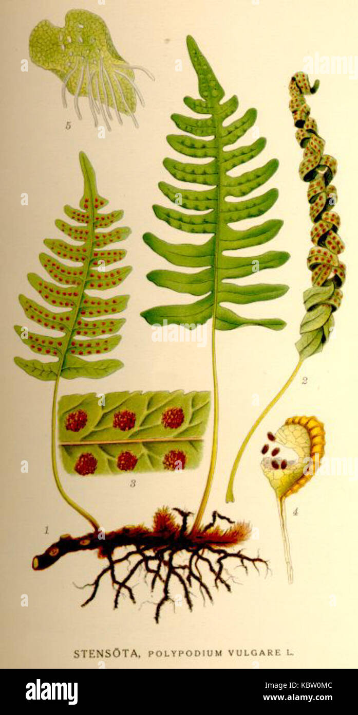 Polypodium vulgare fern hi-res stock photography and images - Alamy