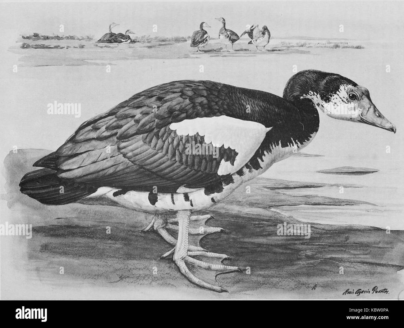 *Plectropterus gambensis* (also known as the African comb duck) is ...