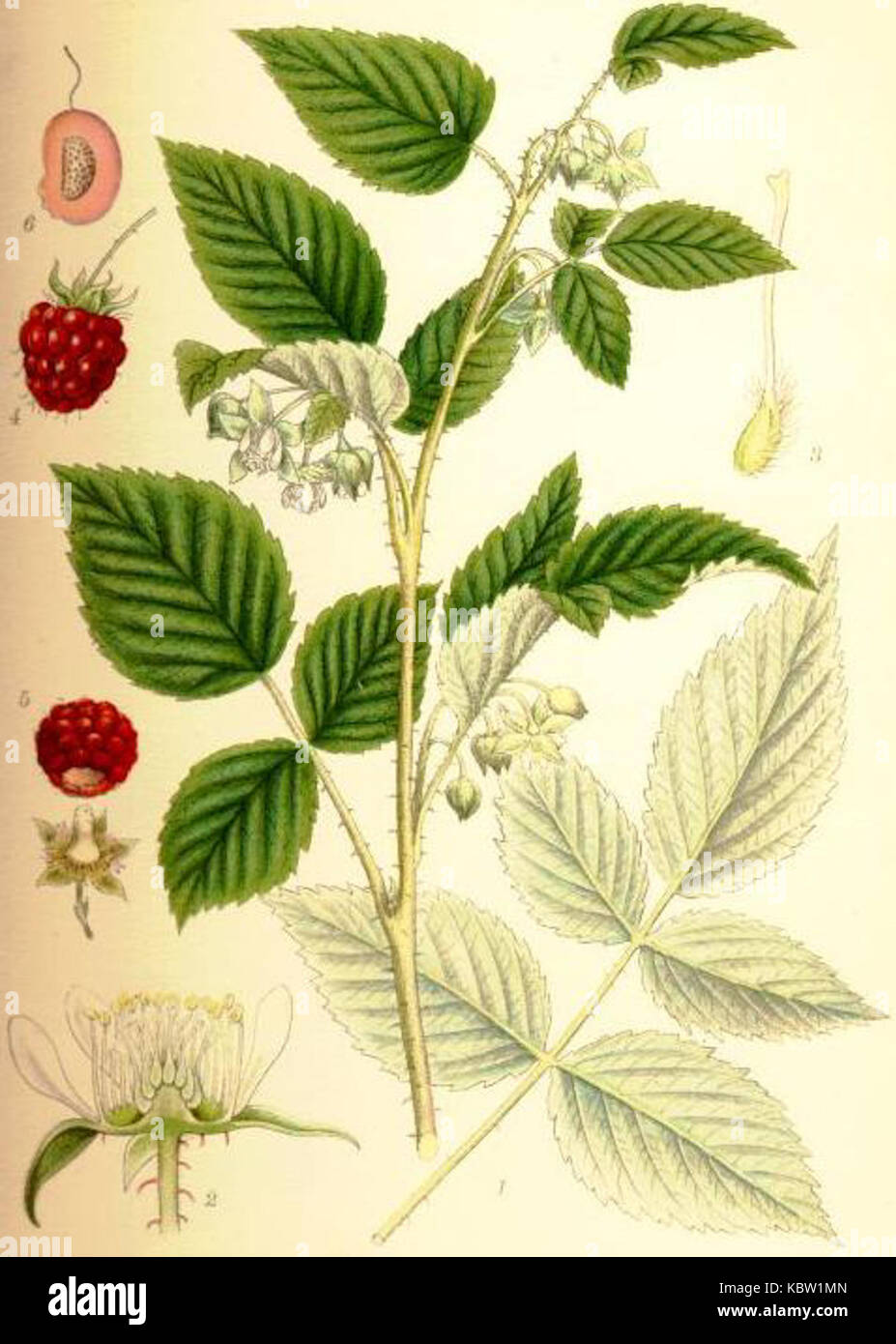 Rubus idaeus illustration hi-res stock photography and images - Alamy