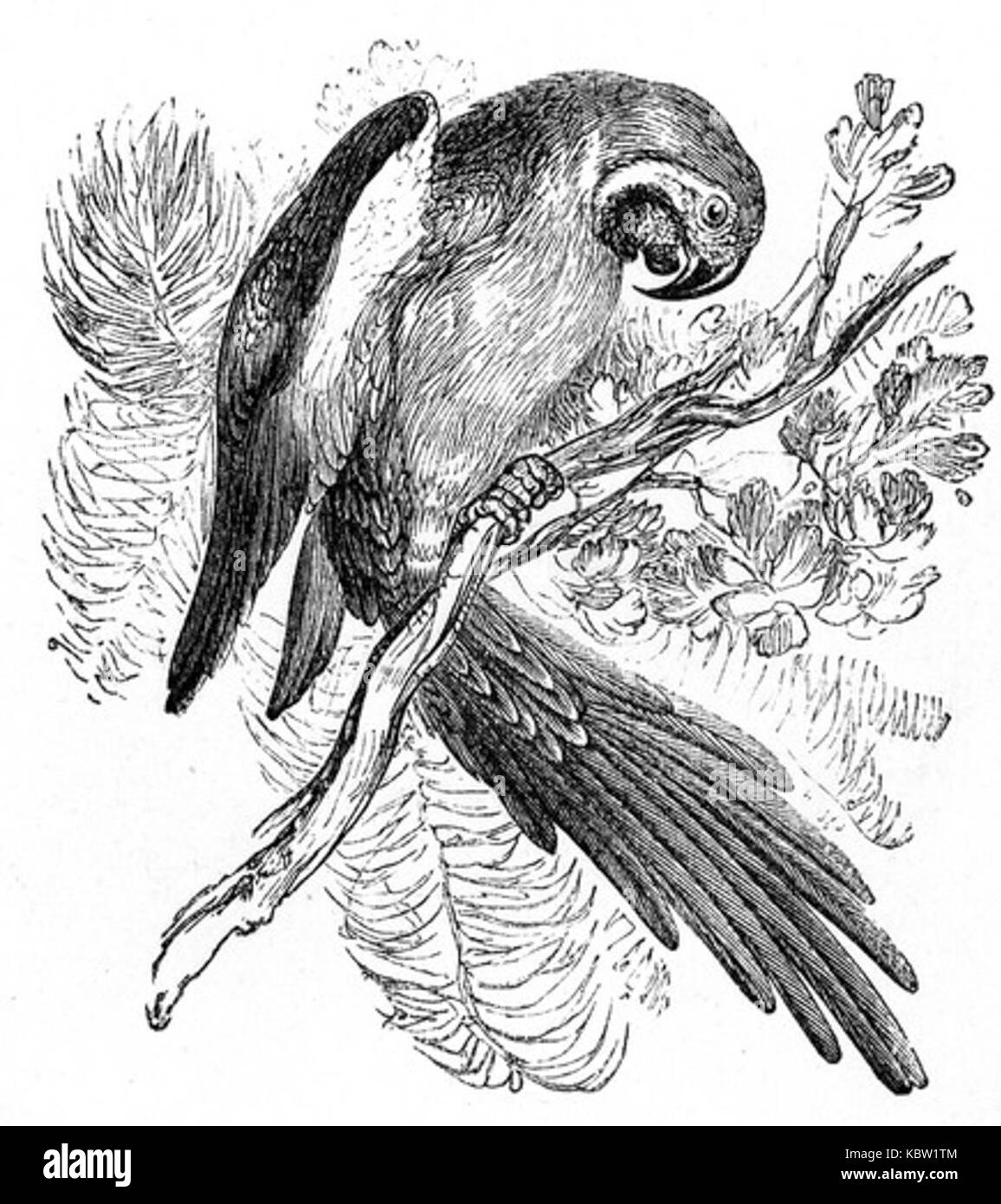 Screaming Parrot Drawing Stock Photo - Alamy