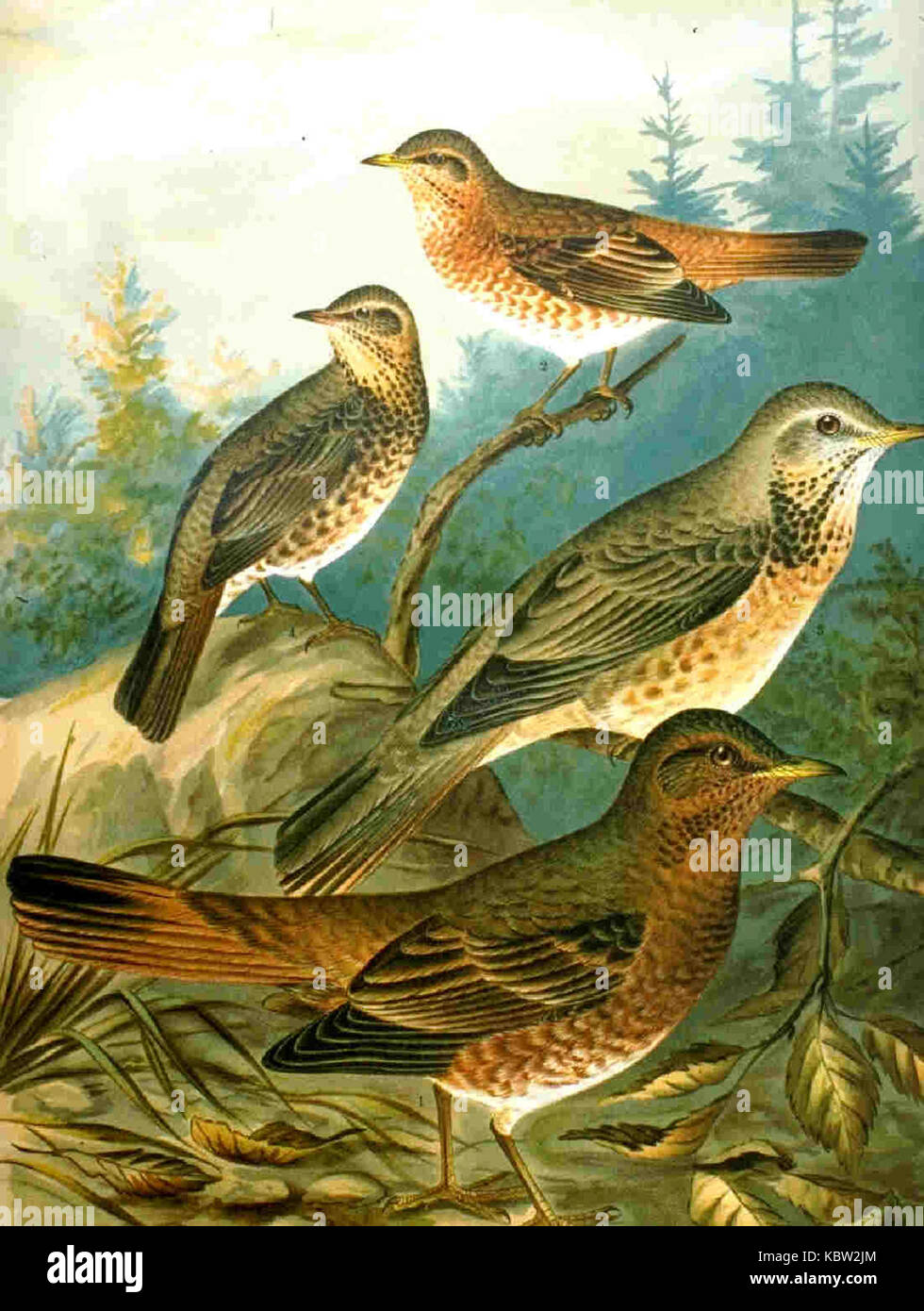 Turdus naumanni naumanni NAUMANN Stock Photo - Alamy