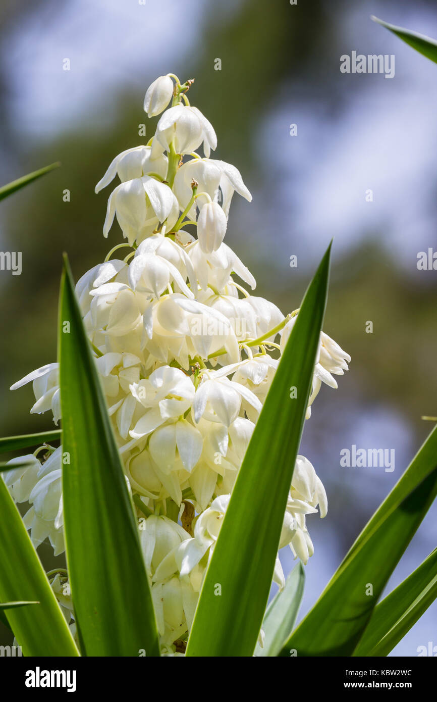 common plant in Central America the Yucca Gigantea or Itabo is used as ...