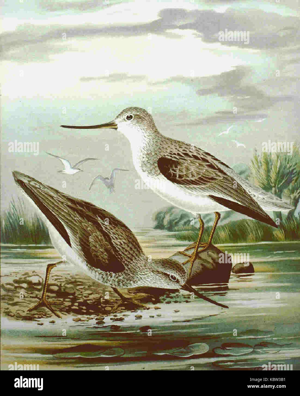 Xenus hi-res stock photography and images - Alamy