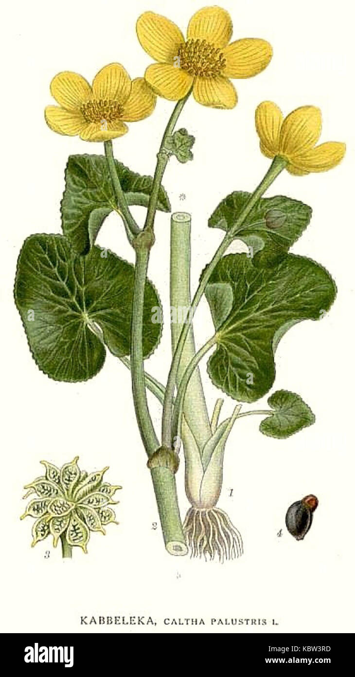 A botanical illustration of Caltha palustris, commonly known as the ...