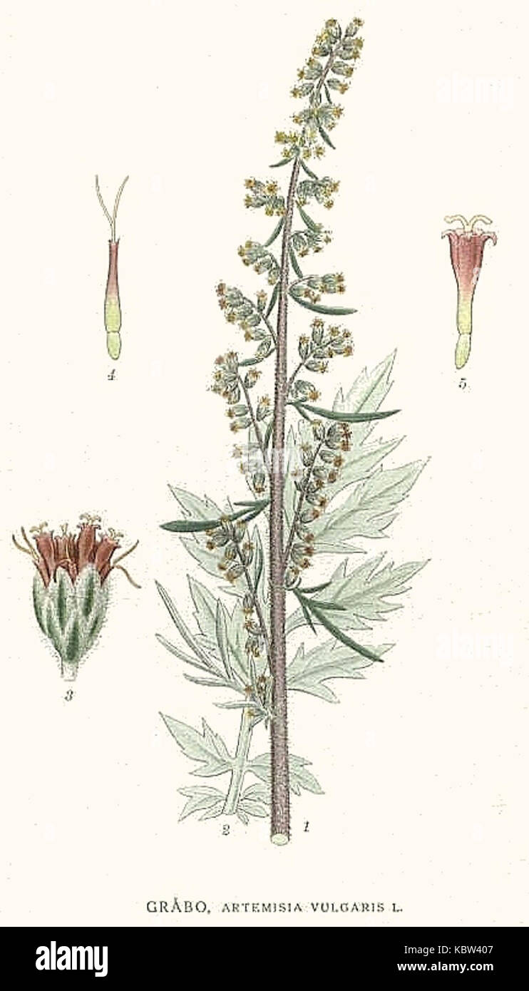 Artemisia vulgaris illustration hi-res stock photography and images - Alamy