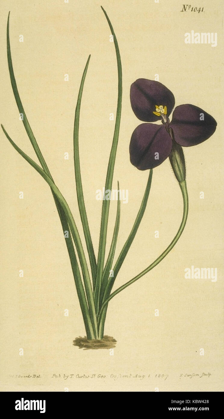 1041 Patersonia sericea Stock Photo - Alamy