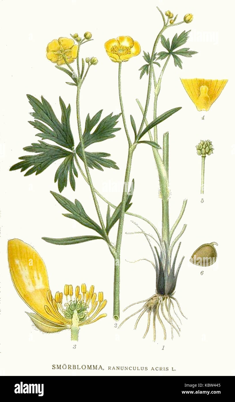 Ranunculus acris garden hi-res stock photography and images - Alamy