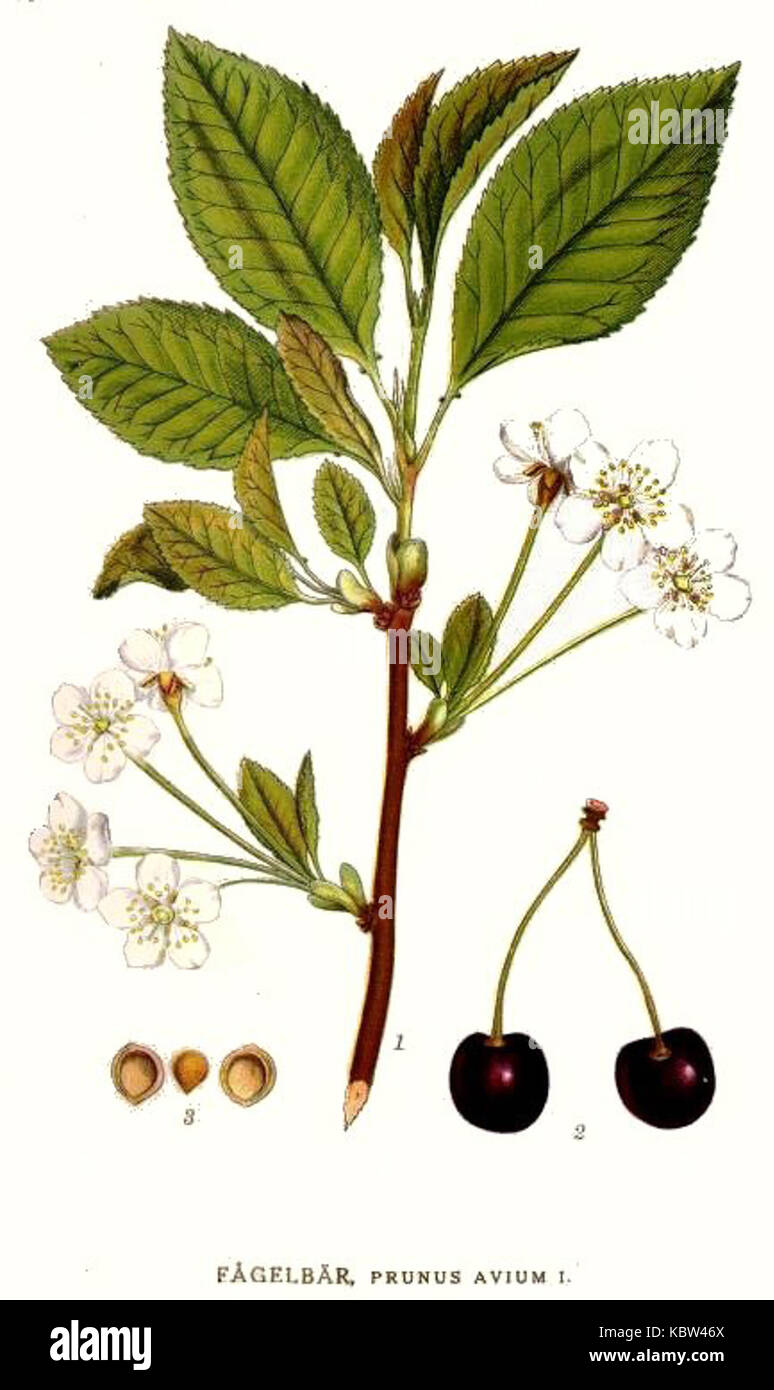 314 Prunus avium Stock Photo - Alamy