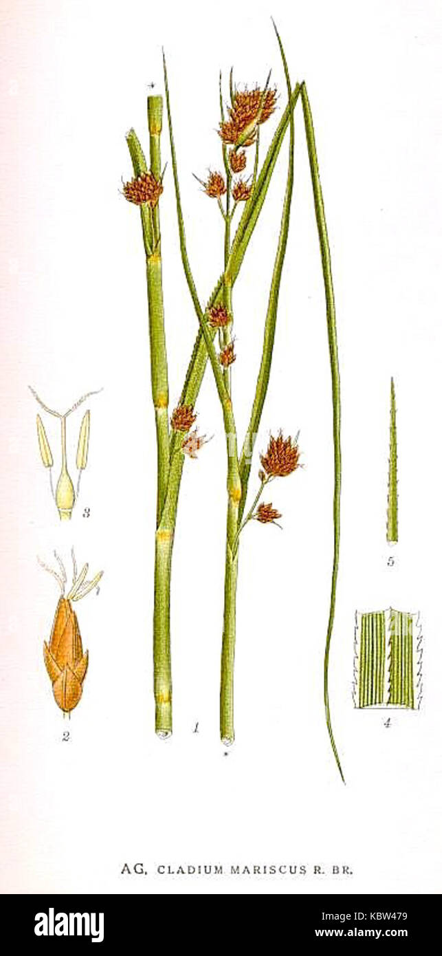 427 Cladium mariscus Stock Photo - Alamy