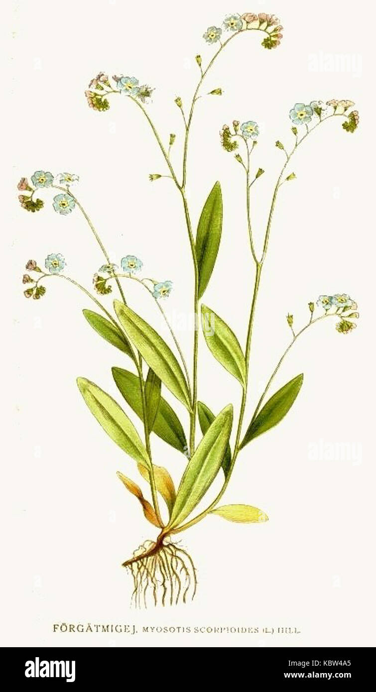 Forget myosotis scorpioides flowering hi-res stock photography and ...