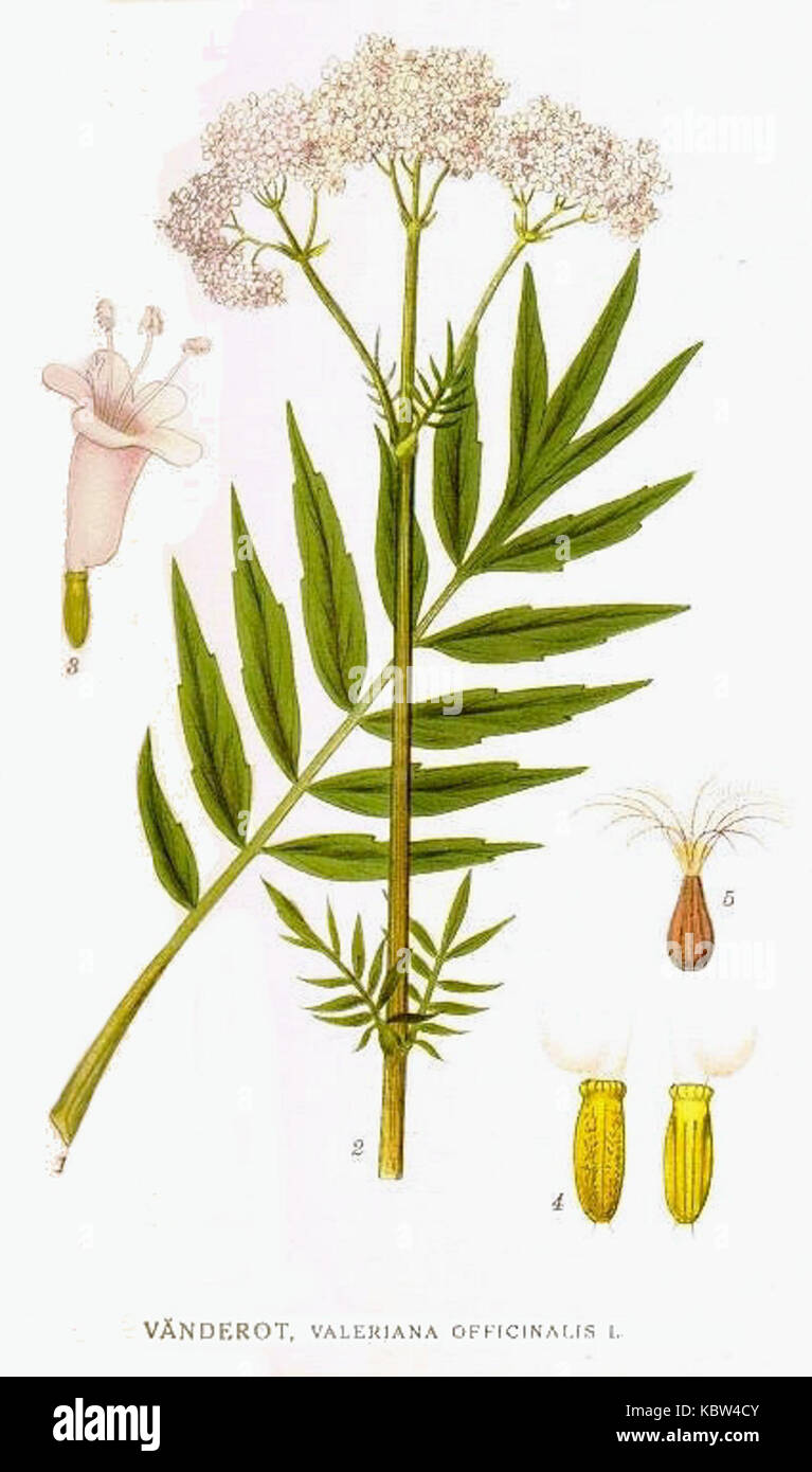 60 Valeriana officinalis Stock Photo - Alamy