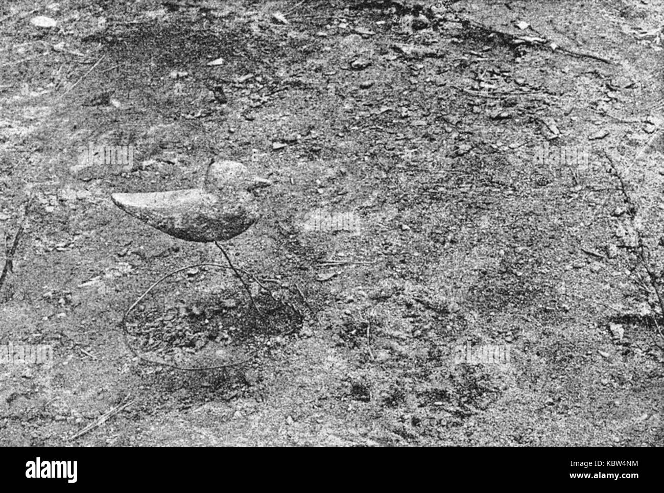 Abbott Thayer's concept of countershading refers to a camouflage ...