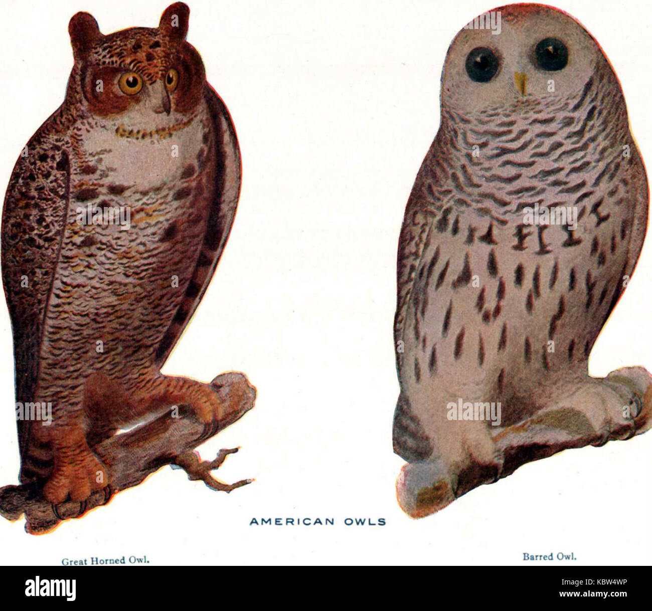 Owls habitats hi-res stock photography and images - Alamy
