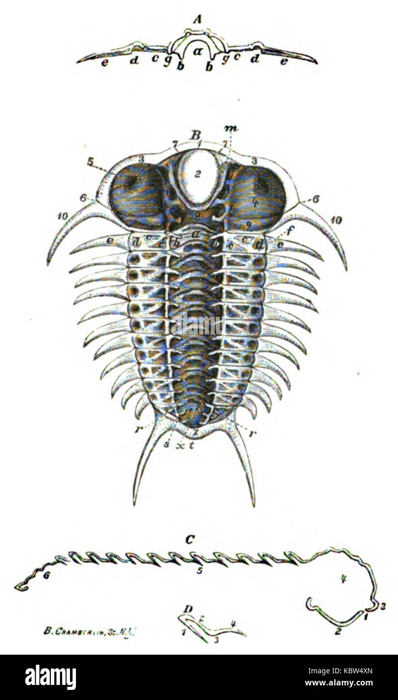 The hist Cut Out Stock Images & Pictures - Alamy