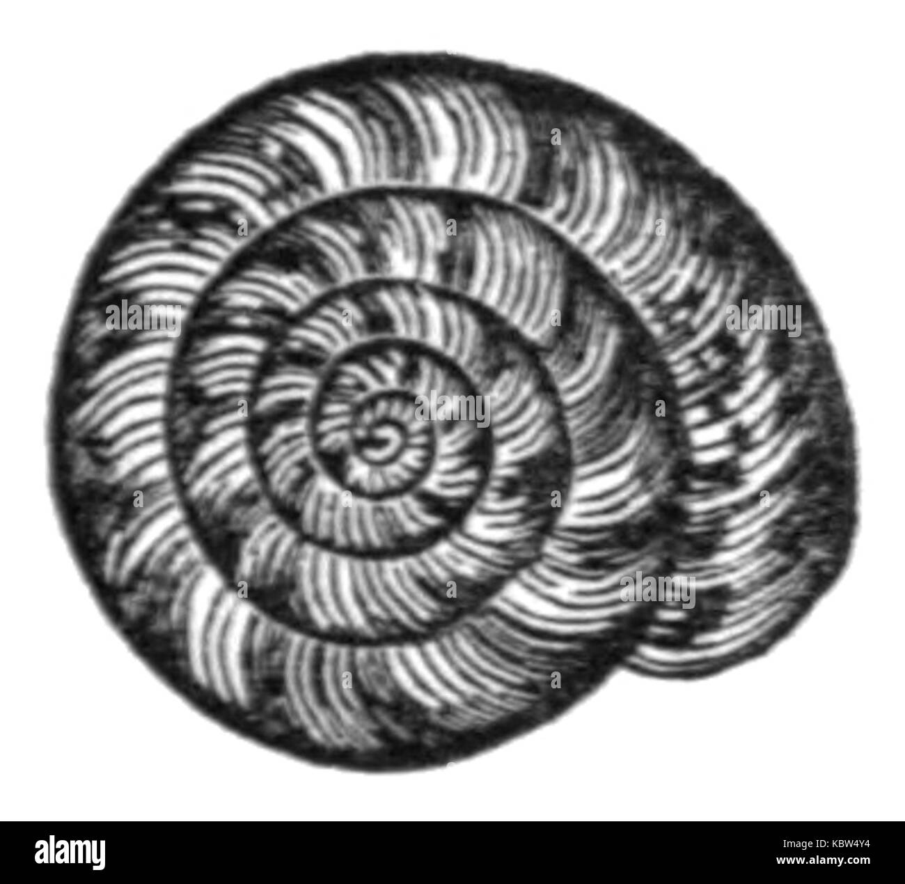 Anguispira alternata shell 2 Stock Photo - Alamy