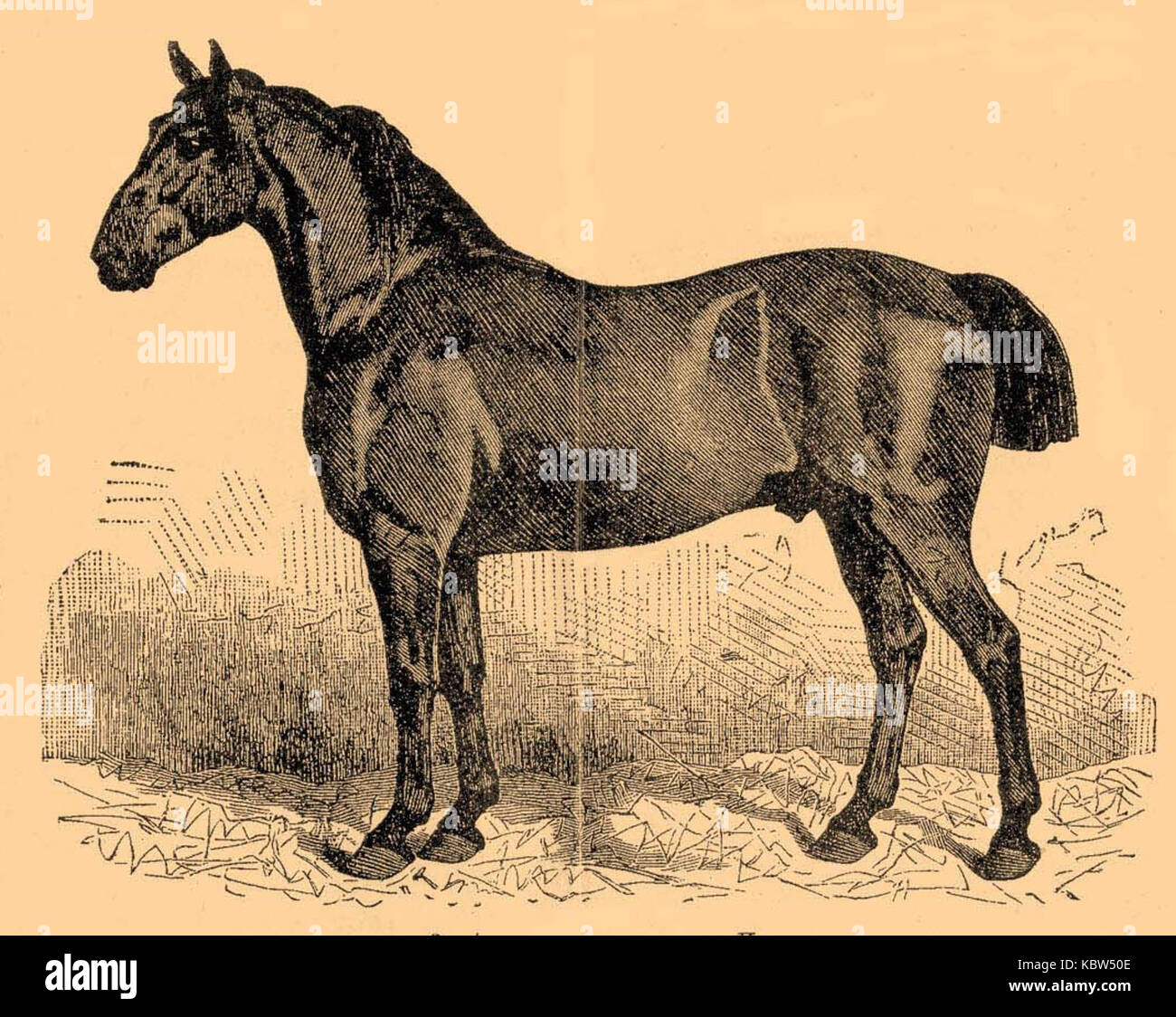 Anglo saxon nobility hi-res stock photography and images - Alamy