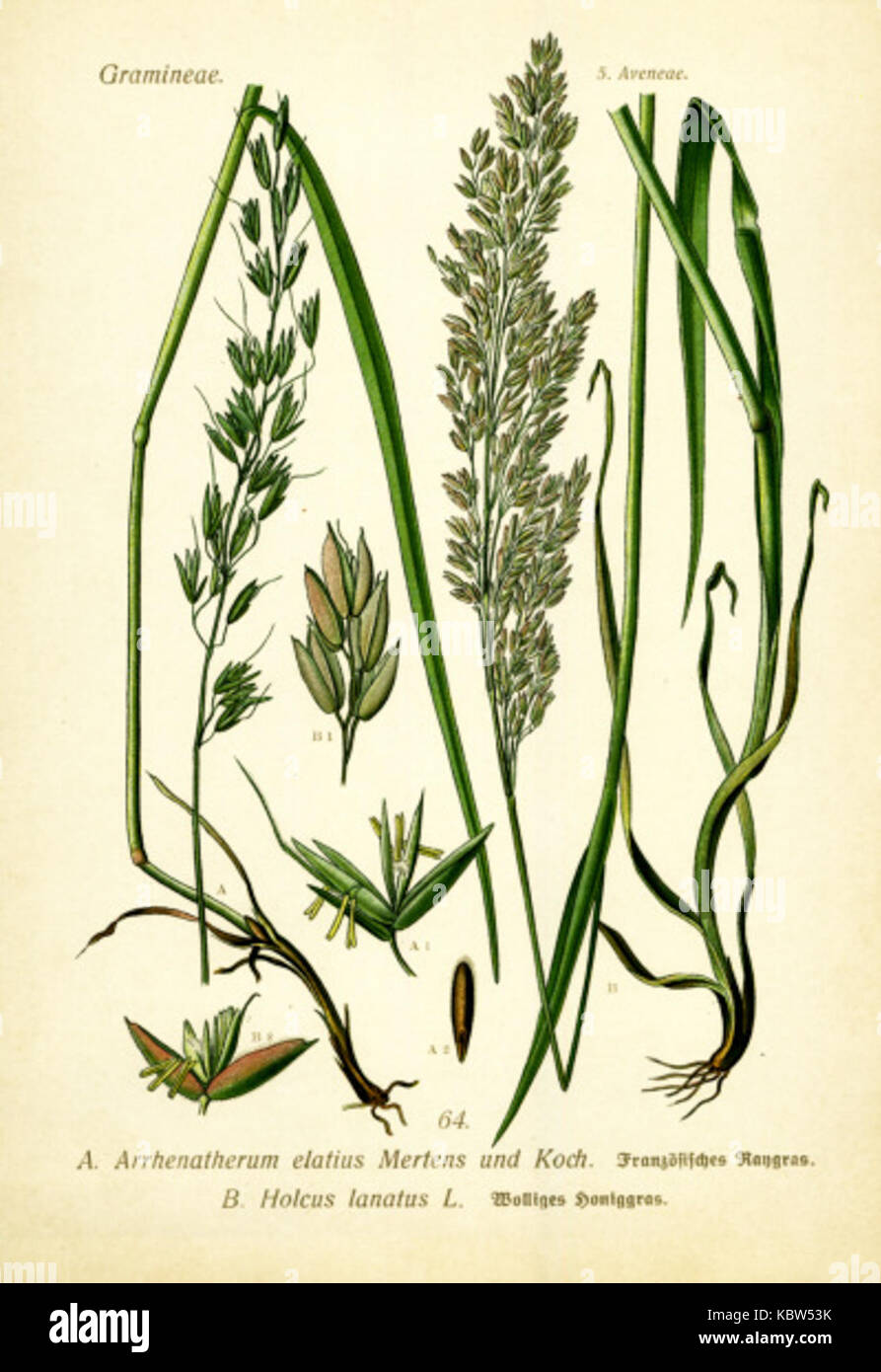 Arrhenatherum sp. and Holcus sp Stock Photo - Alamy