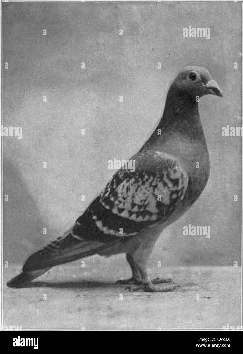 Christian dove peace symbol Black and White Stock Photos & Images - Alamy