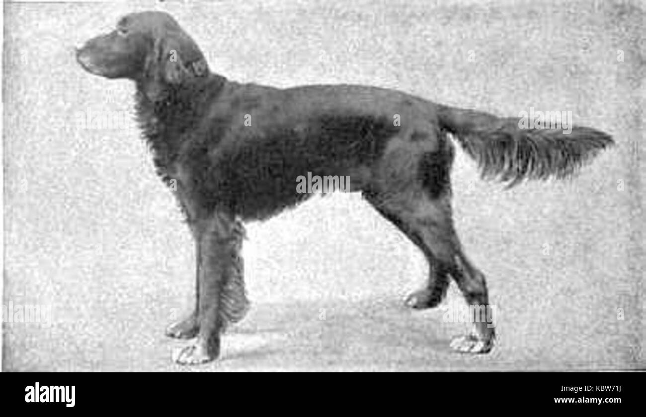 Historic painting of dog Black and White Stock Photos & Images - Alamy