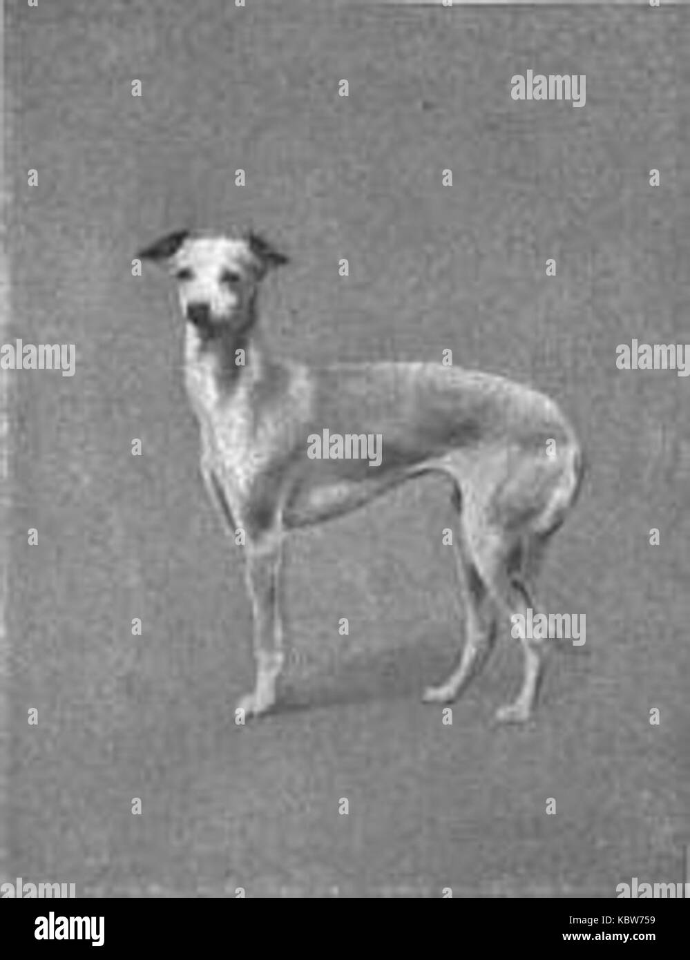 Britannica Dog 35 Stock Photo - Alamy