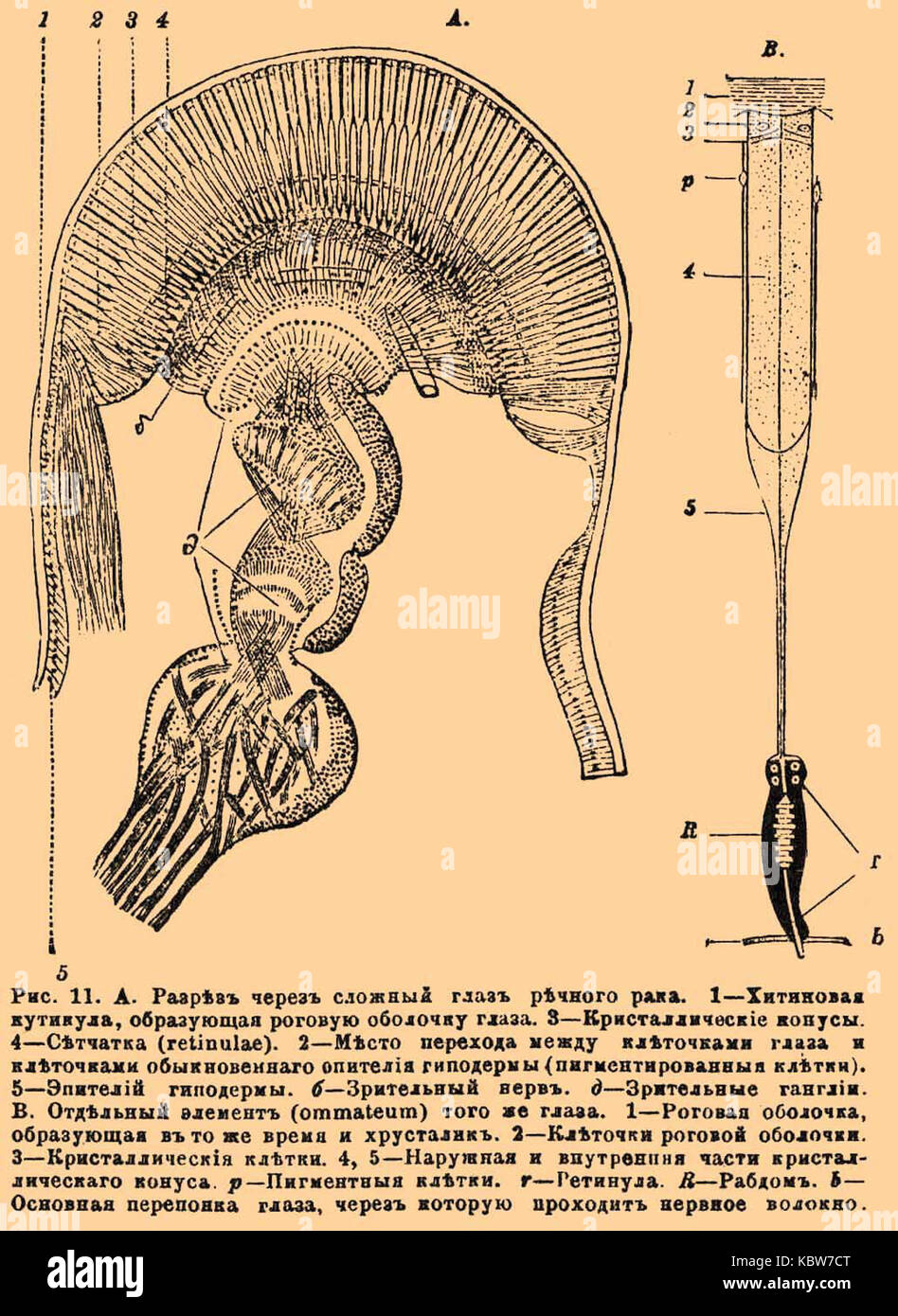 This reference book from the Brockhaus and Efron Encyclopedic ...