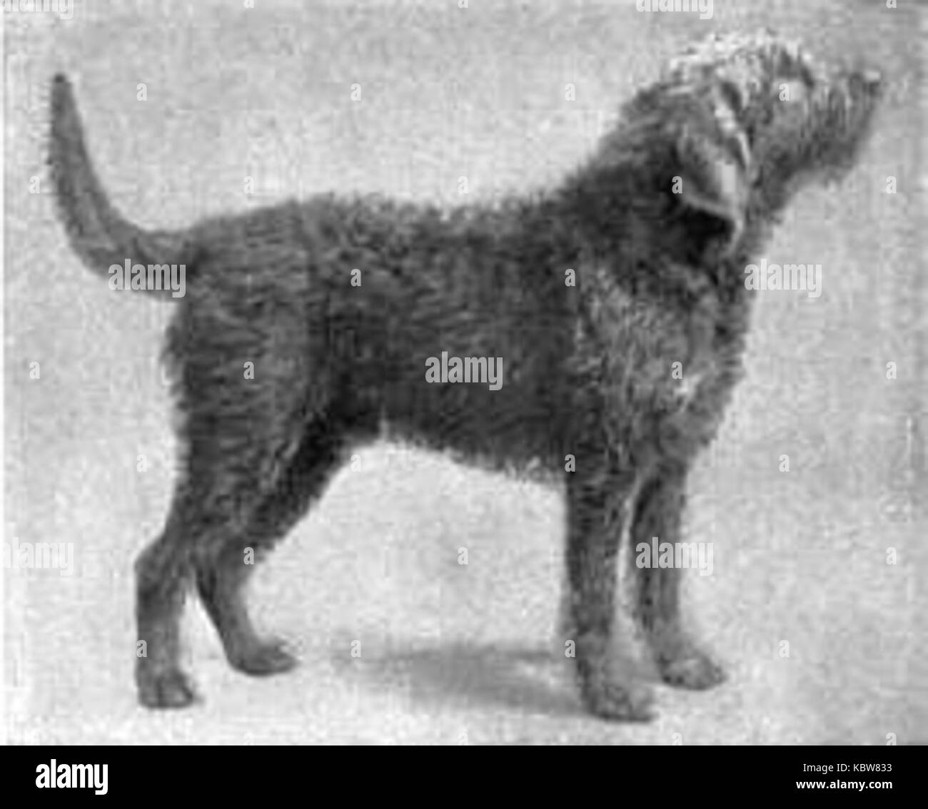 Britannica Dog 29 Stock Photo - Alamy