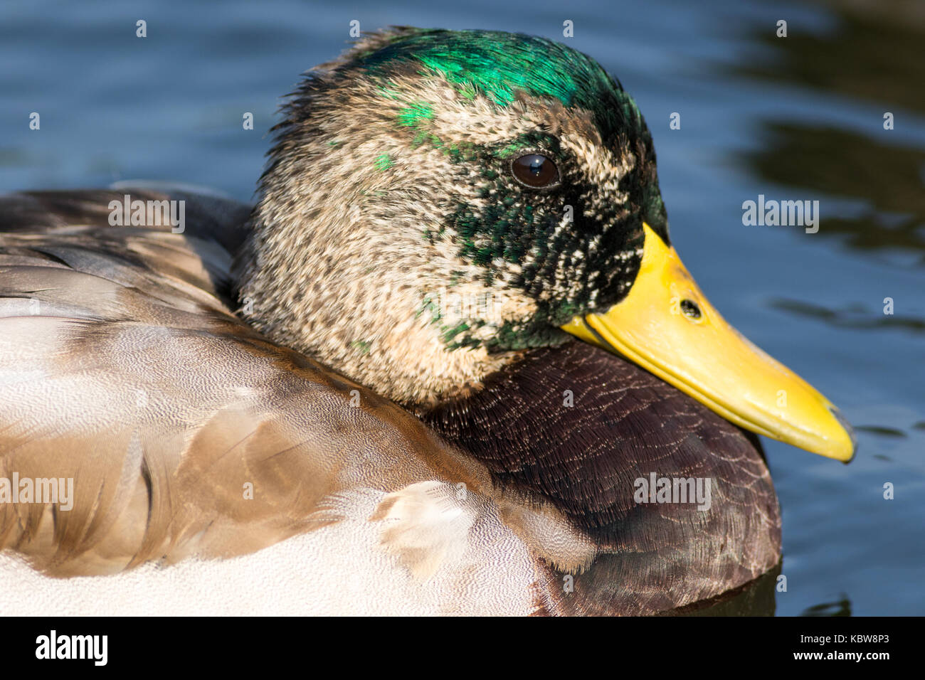 Adolescent duck hi-res stock photography and images - Alamy