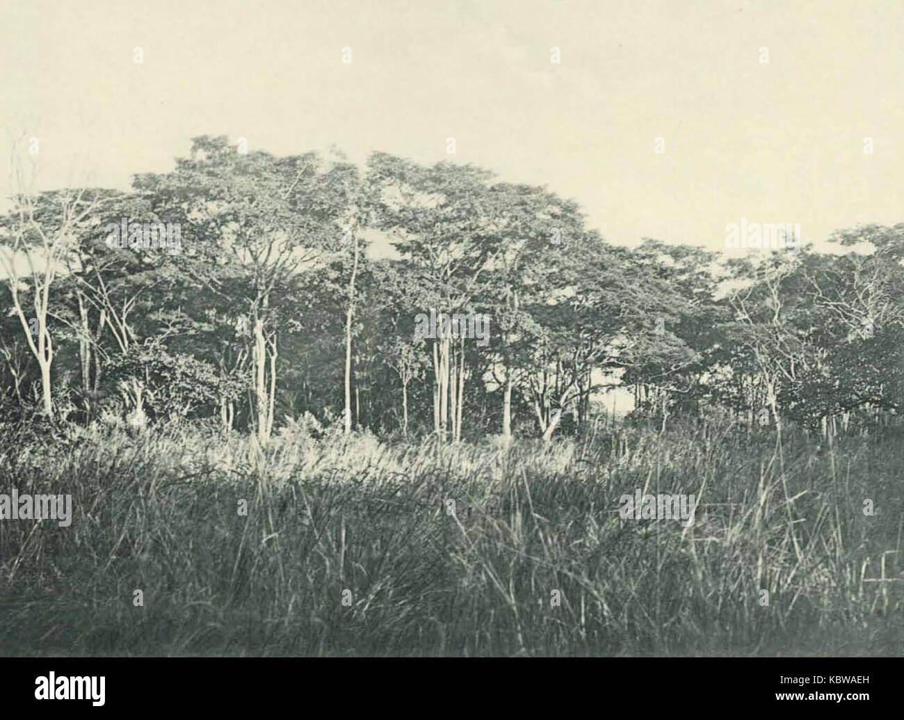 Chlorophora excelsa hi-res stock photography and images - Alamy