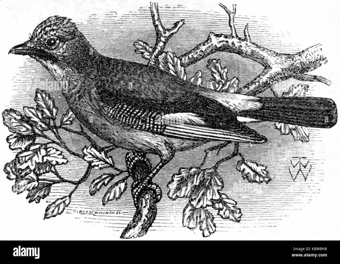 EB9 Jay European Jay Stock Photo - Alamy