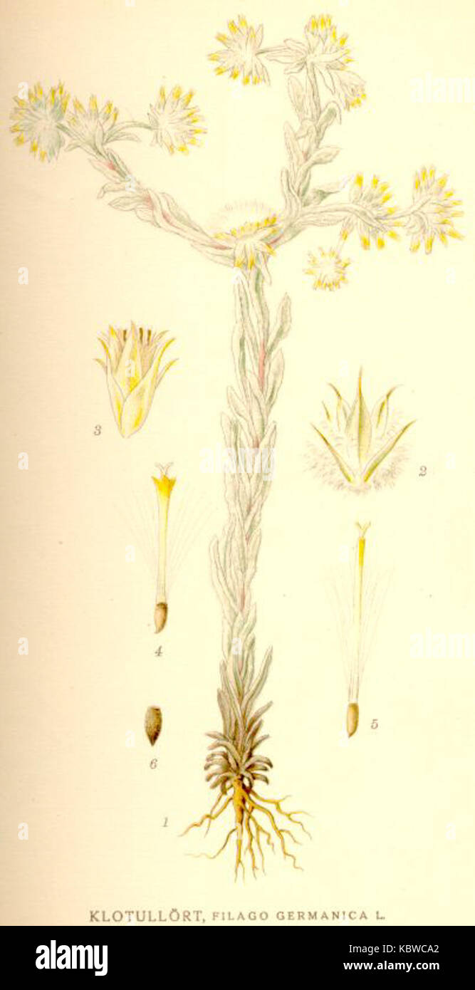 Filago vulgaris nf Stock Photo - Alamy