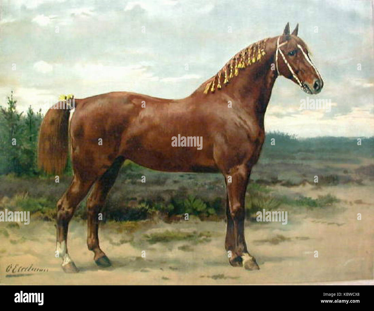 Gelderlander hi-res stock photography and images - Alamy