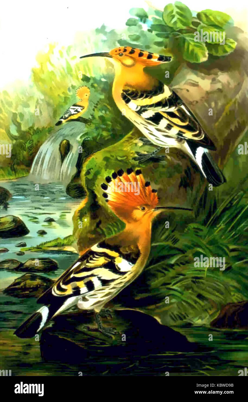 Hoopoe drawing hi-res stock photography and images - Alamy