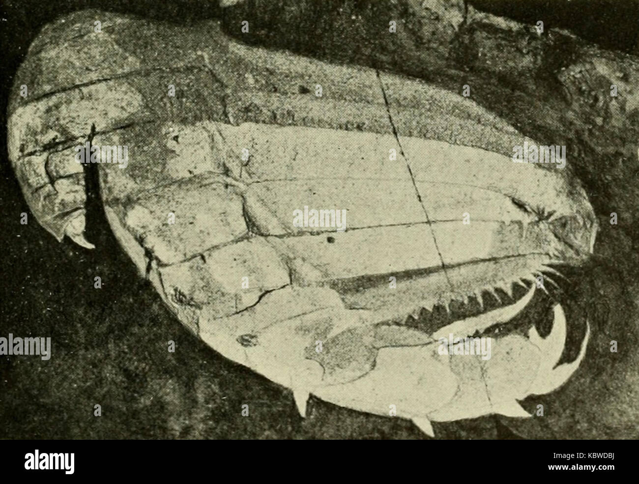 Hurdia victoria USNM PAL 57493 Stock Photo - Alamy