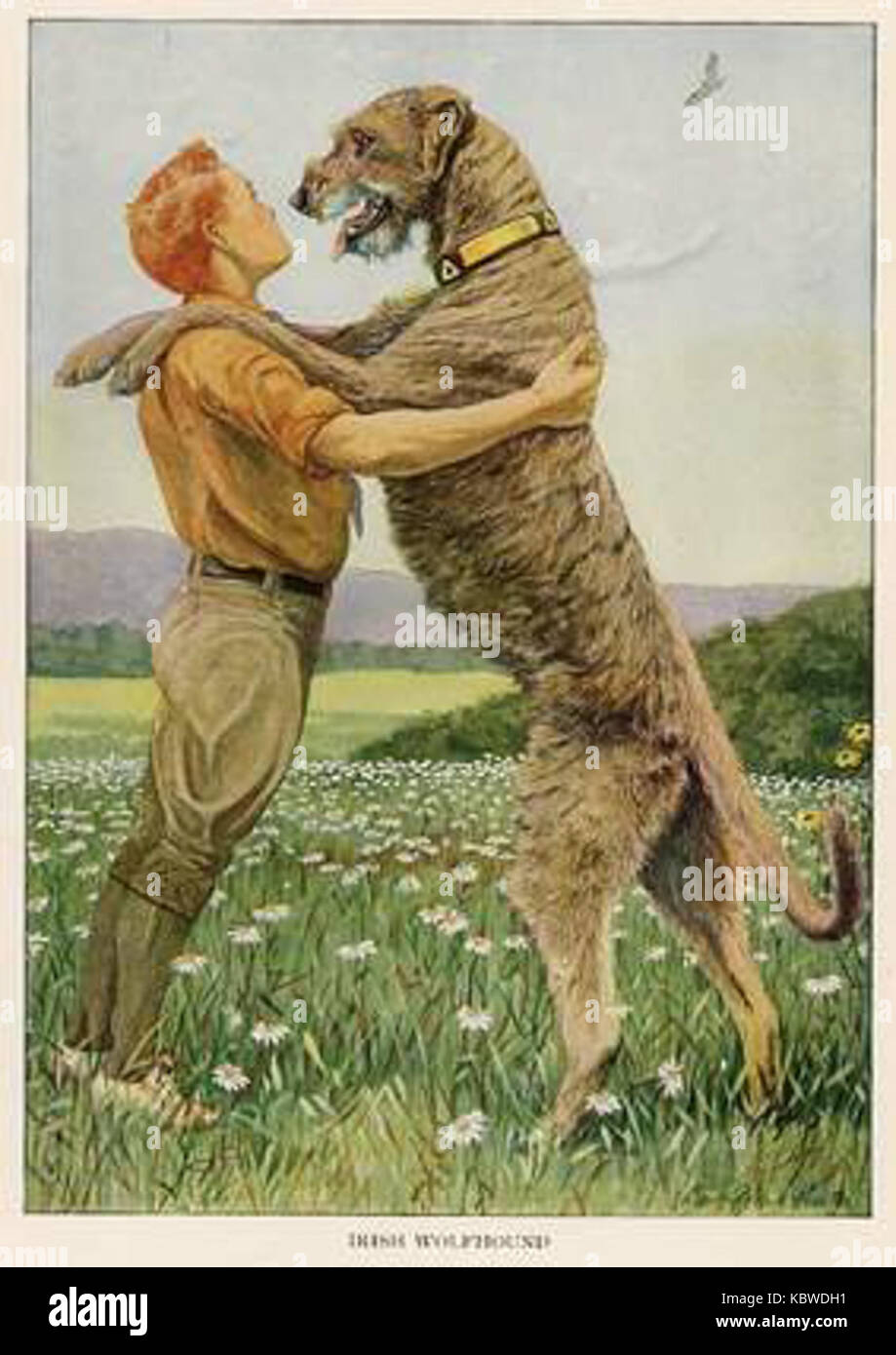 Irish wolfhound old hi-res stock photography and images - Alamy