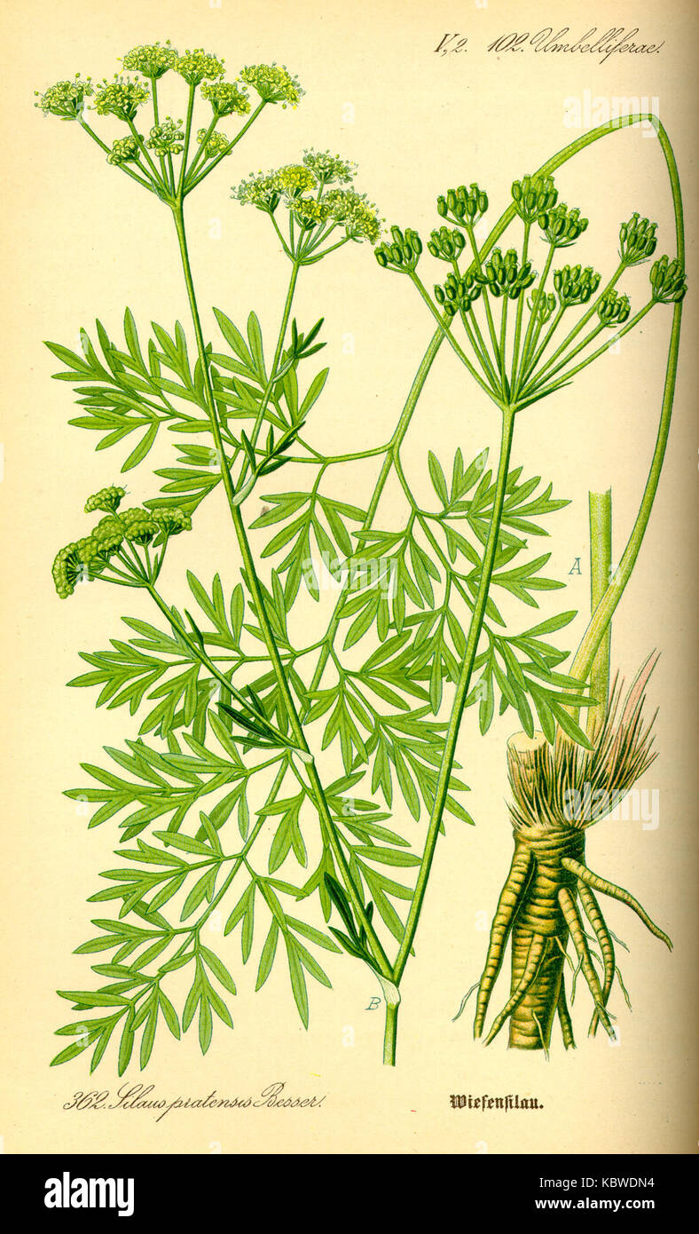 Illustration Silaum silaus0 Stock Photo - Alamy