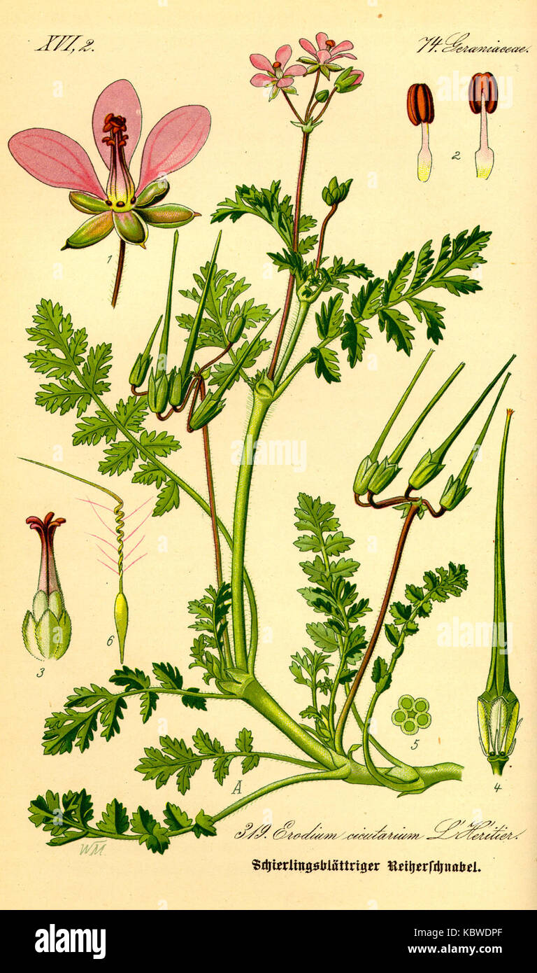 This illustration depicts Erodium cicutarium, a plant commonly known as ...