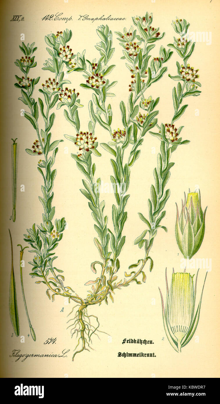 Illustration Filago lutescens0 Stock Photo - Alamy