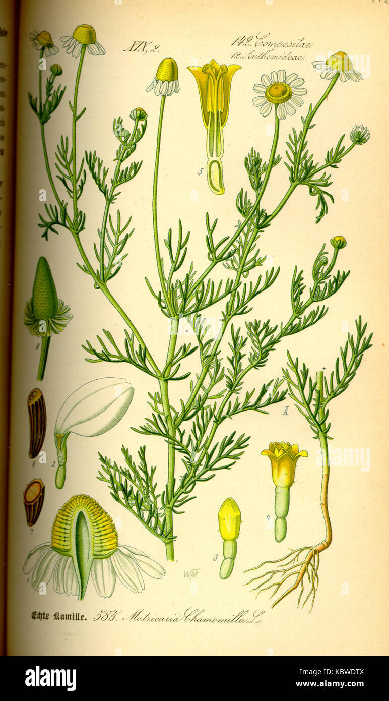 Matricaria chamomilla illustration hi-res stock photography and images ...