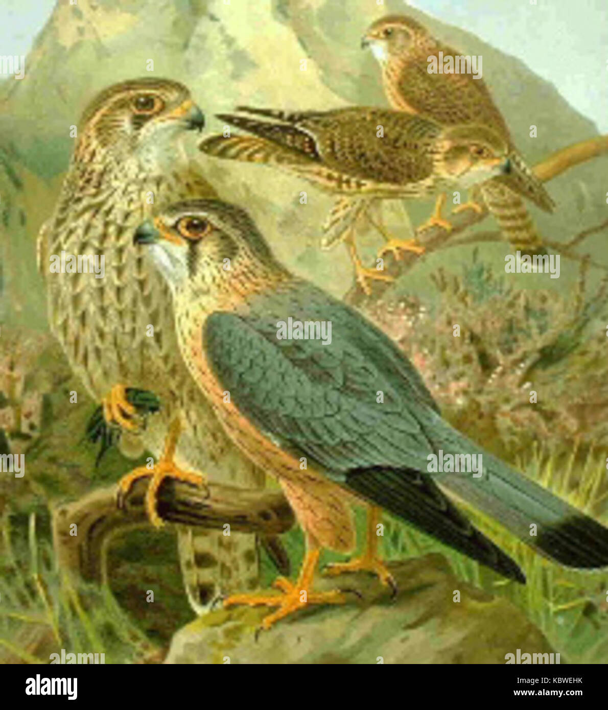 Map of merlin hi-res stock photography and images - Alamy