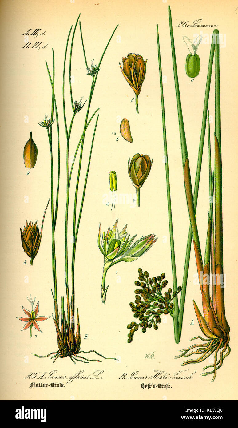 Juncus spp hi-res stock photography and images - Alamy