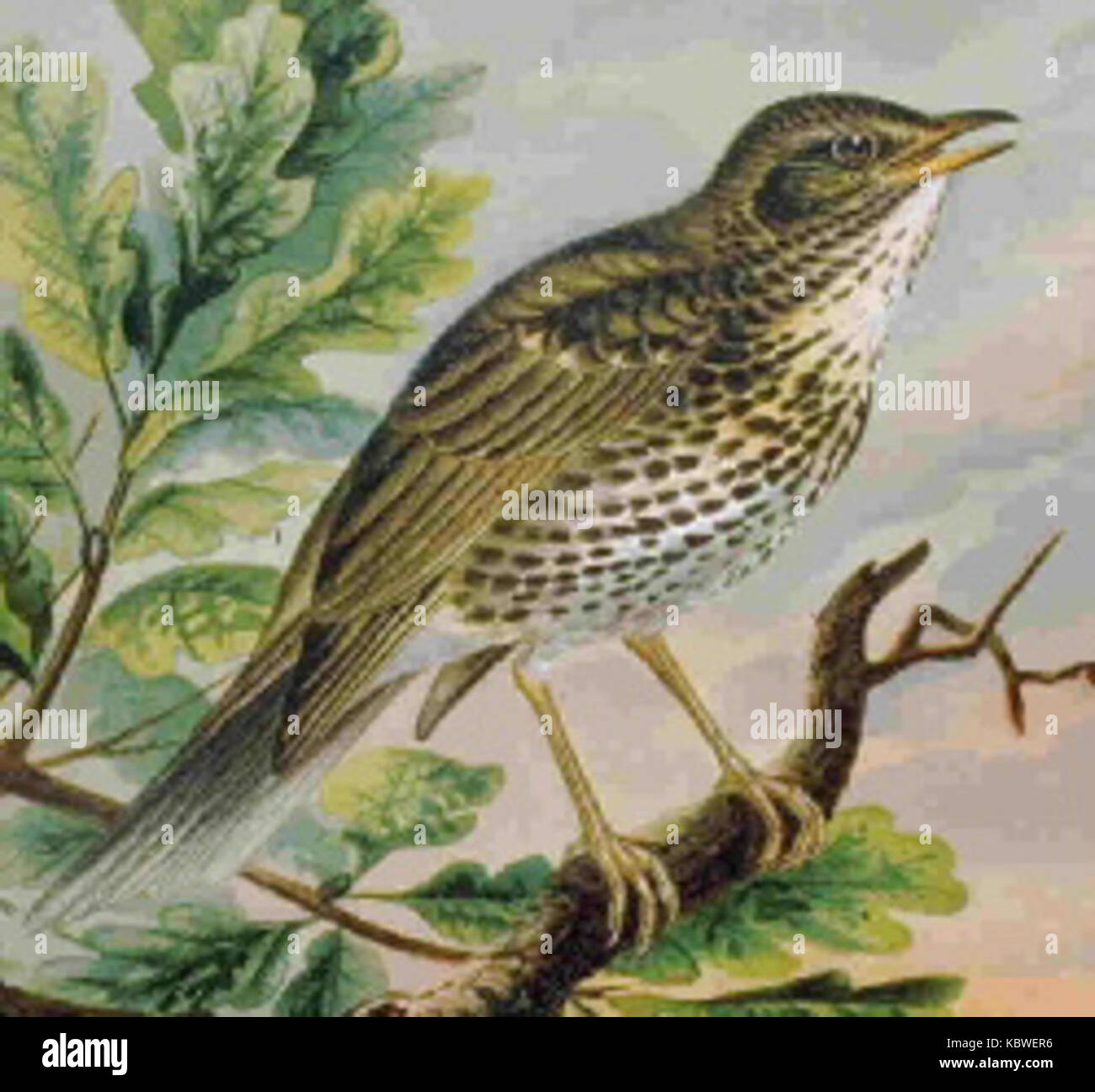 Songthrush hi-res stock photography and images - Alamy