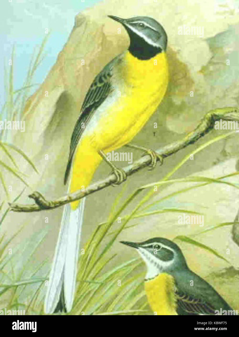 The Grey Wagtail is a species of bird known for its distinctive tail ...