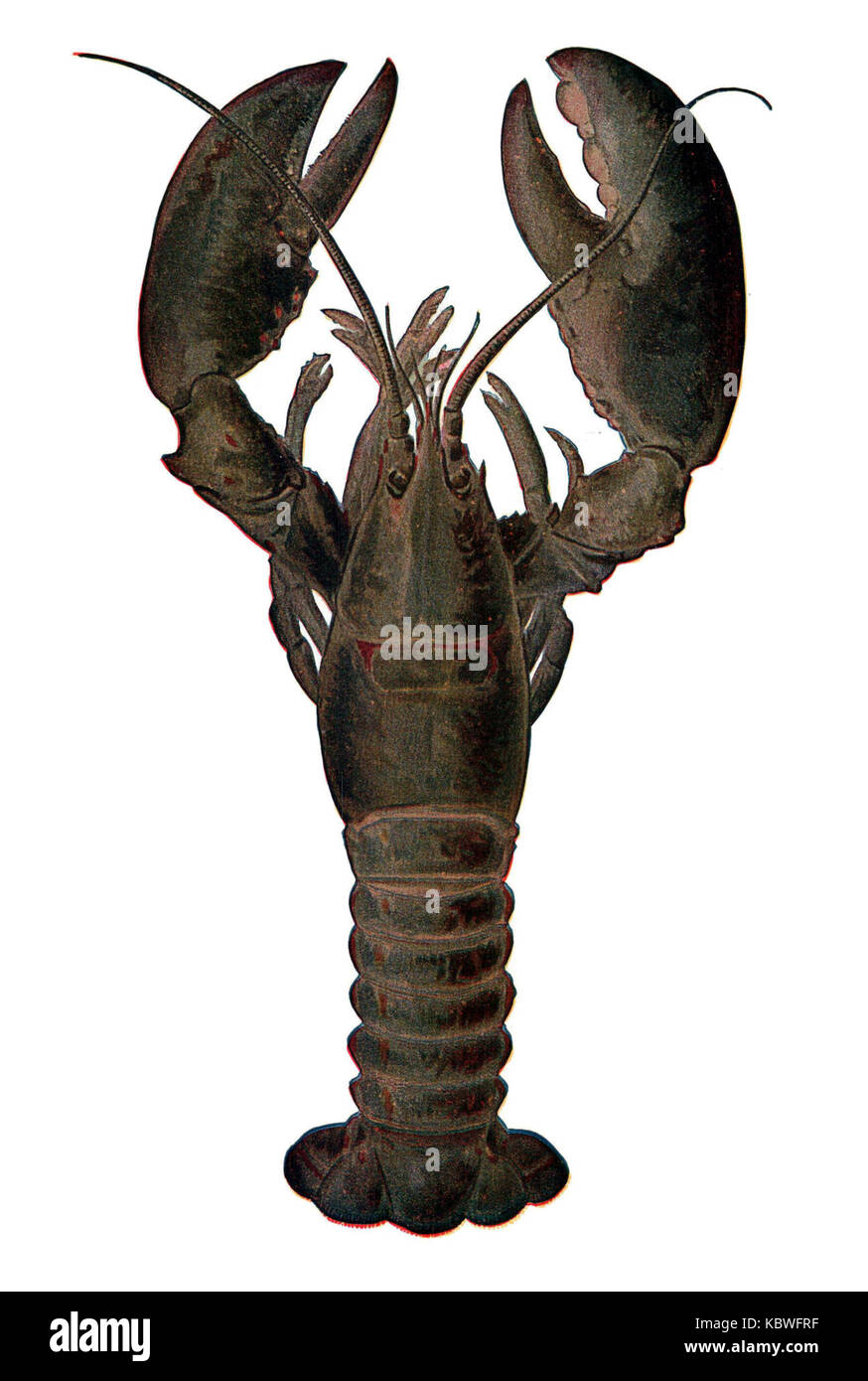 Lobster anatomy Cut Out Stock Images & Pictures - Alamy