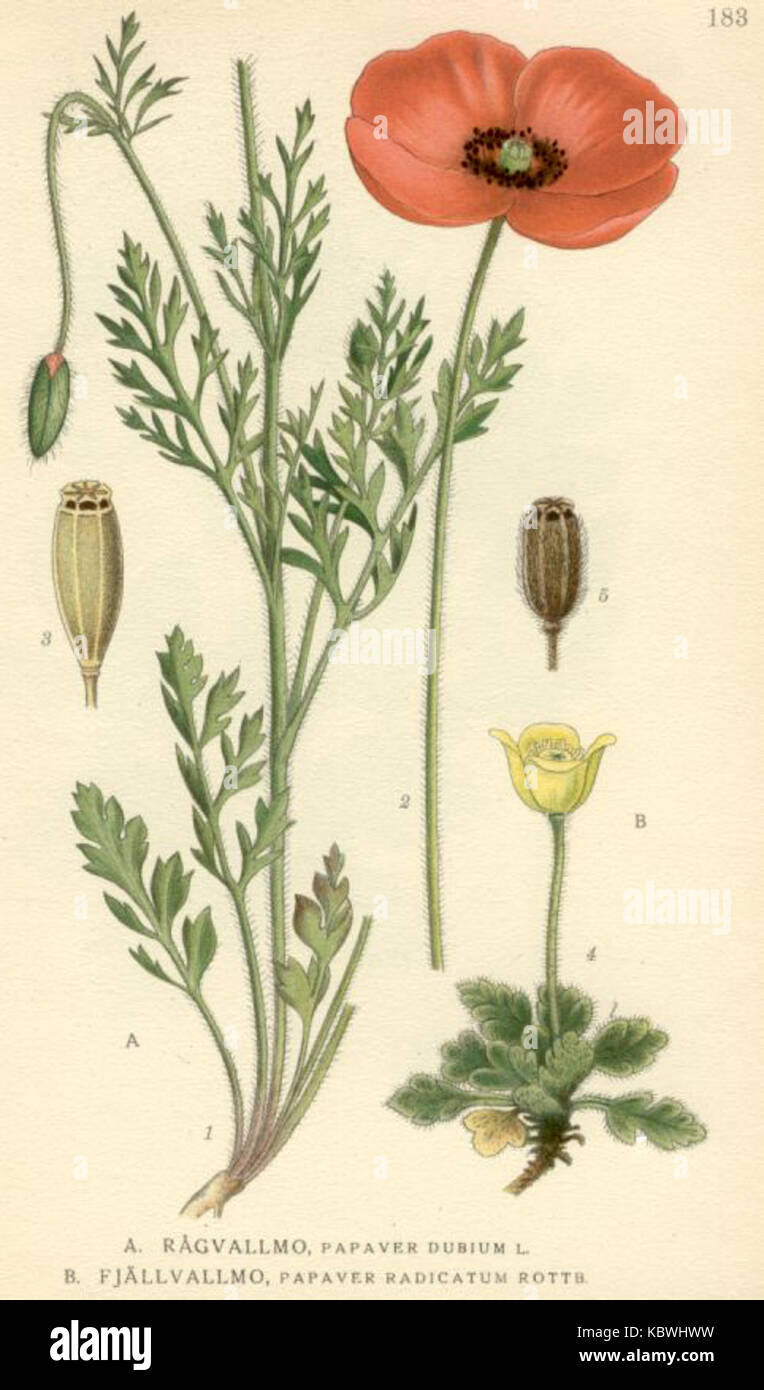 Papaver dubium and radicatum Stock Photo - Alamy